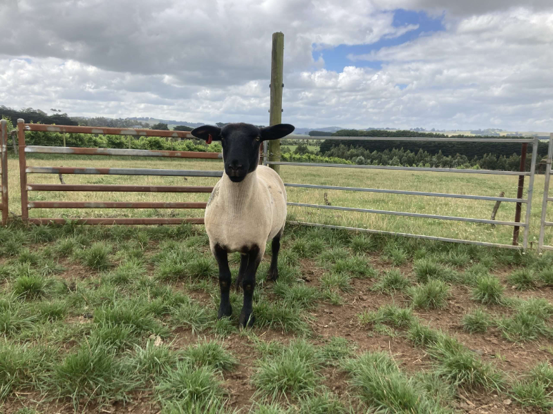 Lot 24 - Stud Ewe Tag: 220047 | AuctionsPlus