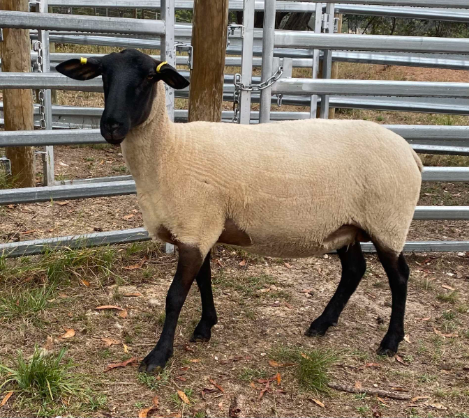 Lot 71 - Stud Ewe Tag: XRS02104 | AuctionsPlus