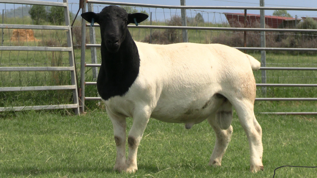 Lot 136 - Tag 231770 | AuctionsPlus