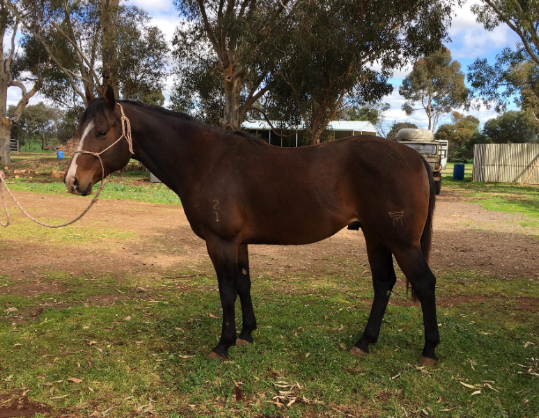 Lot 15 - 1 STALLION BREEDING - CROWN M SAVANNAH DASH | AuctionsPlus