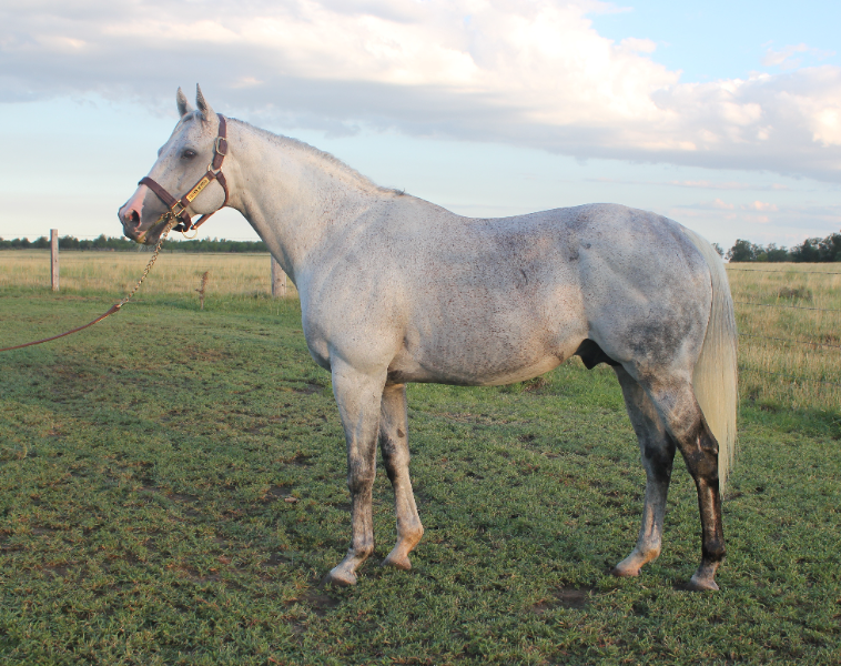 Lot 16 - 1 STALLION BREEDING - ALERT (ARG) | AuctionsPlus