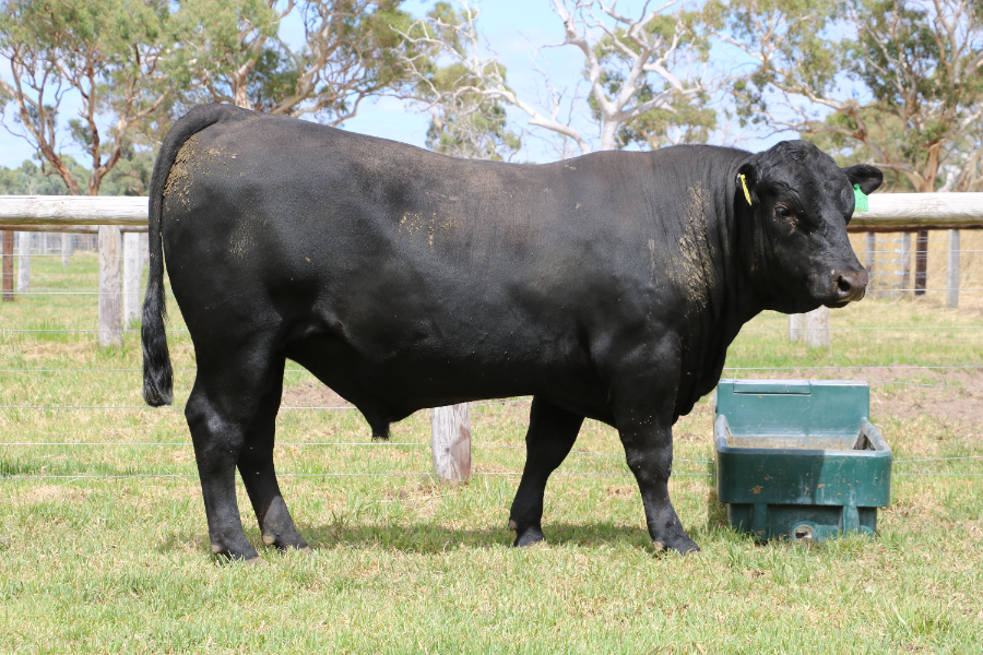 Lot 27 - Nampara Horsepower T1251 | AuctionsPlus