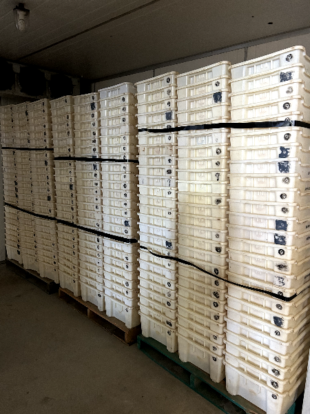 Lot 21 - Cherry Picking Lugs | AuctionsPlus