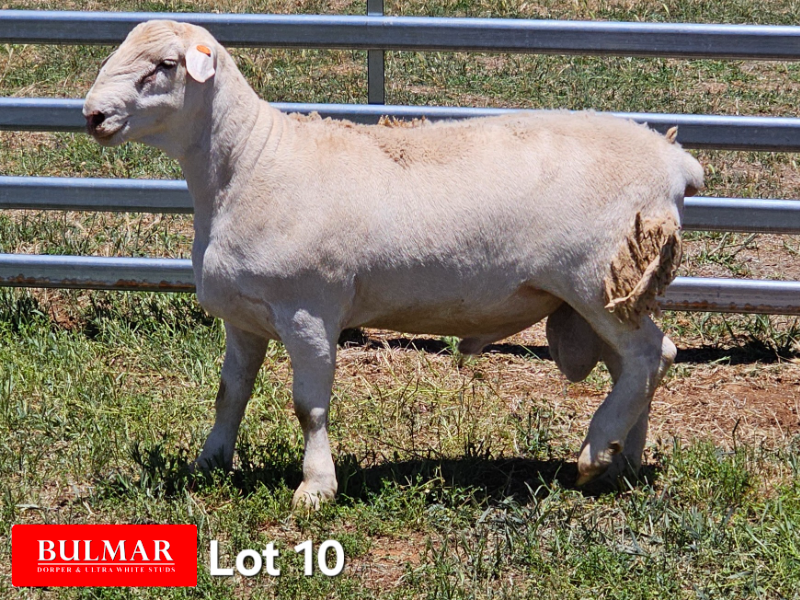 Lot 10 - Ram Tag: BULMAR 230142 (F1) | AuctionsPlus