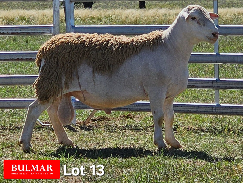 Lot 13 - Ram Tag: BULMAR 220383 | AuctionsPlus