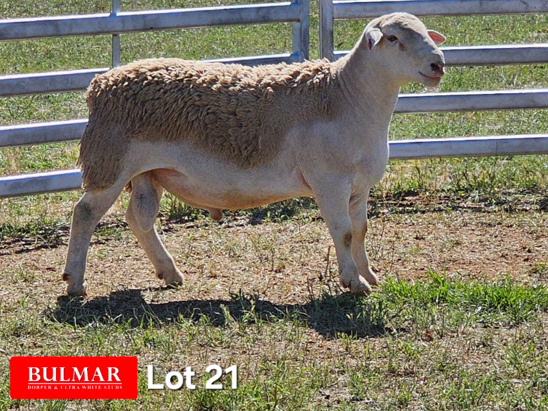 Lot 21 - Ram Tag: BULMAR 220361 | AuctionsPlus