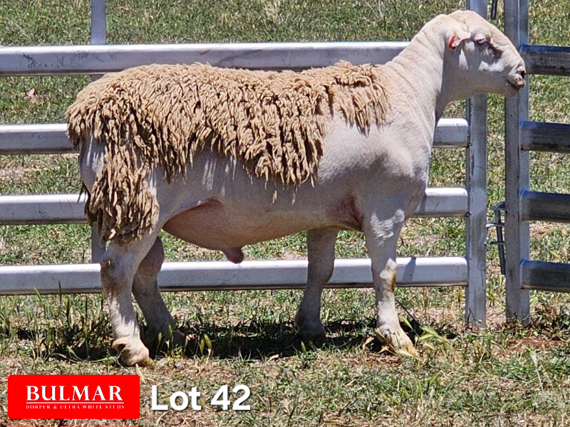 Lot 42 - Ram Tag: BULMAR 220374 | AuctionsPlus