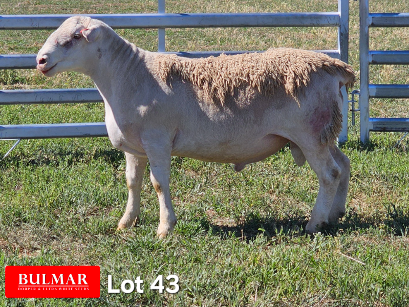 Lot 43 - Ram Tag: BULMAR 220598 | AuctionsPlus