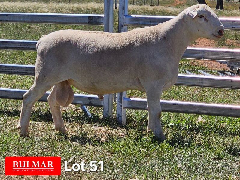 Lot 51 - Ram Tag: BULMAR 230163 | AuctionsPlus