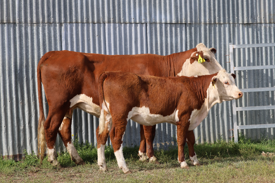 Lot 67 - TUMMEL CORA S025 (P) | AuctionsPlus
