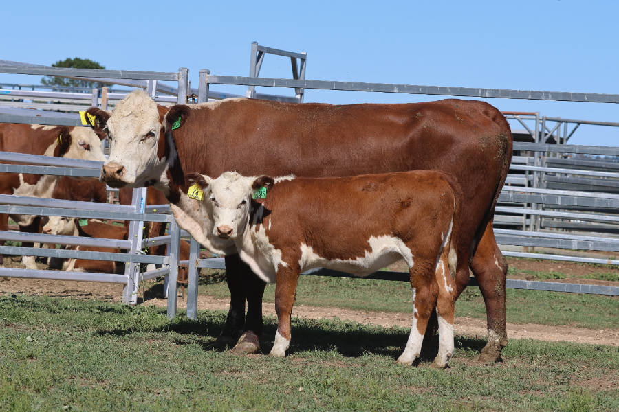 Lot 74 - TUMMEL MINERVA R060 (P) | AuctionsPlus