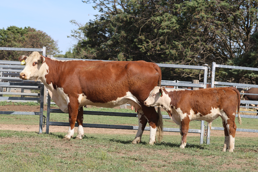 Lot 93 - MAWARRA MINERVA 1133 (H) | AuctionsPlus
