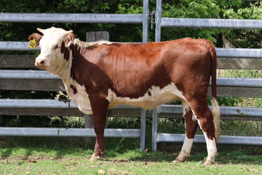 Lot 137 - FRANCO CORA T984 (H) | AuctionsPlus