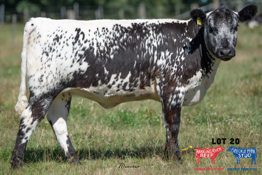 Lot 20 - Hanging Rock M9 Pho finish U03 | AuctionsPlus