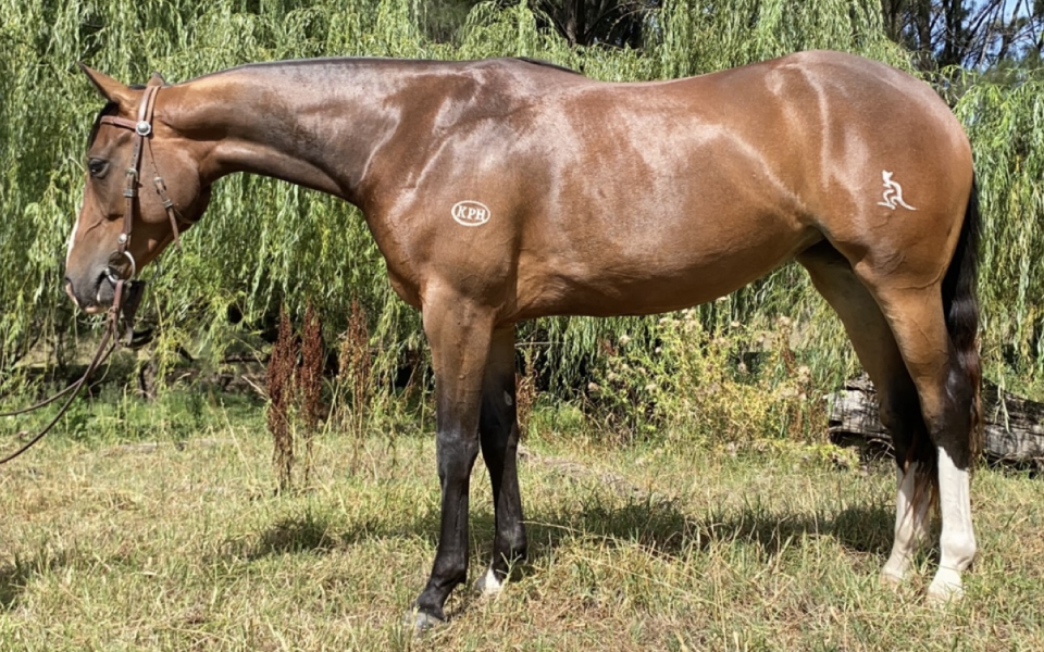 Lot 225 - Kaypehaich Miss Brucette | AuctionsPlus