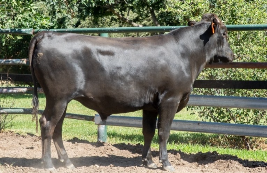 Lot 13 - LONGFORD T0528 (AI) (ET) | AuctionsPlus