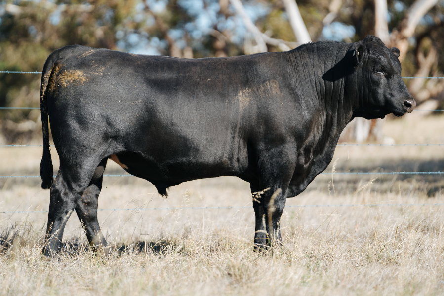Lot 63 - KERINGA TROOPIE T272 | AuctionsPlus