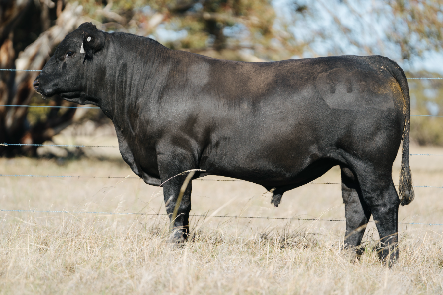 Lot 65 - KERINGA TITANIUM T170 | AuctionsPlus