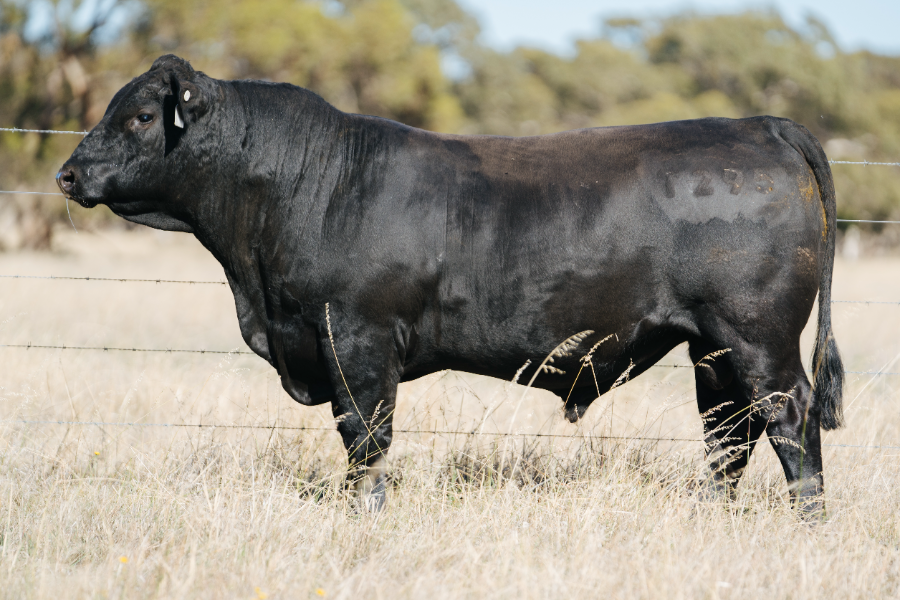 Lot 66 - KERINGA THROWN T295 | AuctionsPlus