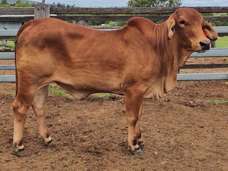 Lot 59 - RODLYN MISS 9/22 (PS) | AuctionsPlus