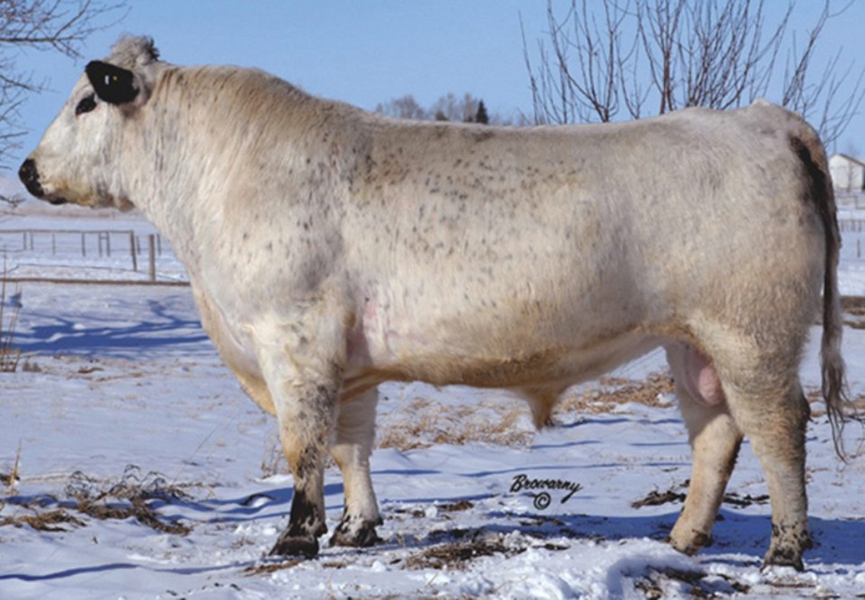 Lot 28 - Embryo Package - A&W 15R x Hanging Rock Heidi L29 | AuctionsPlus