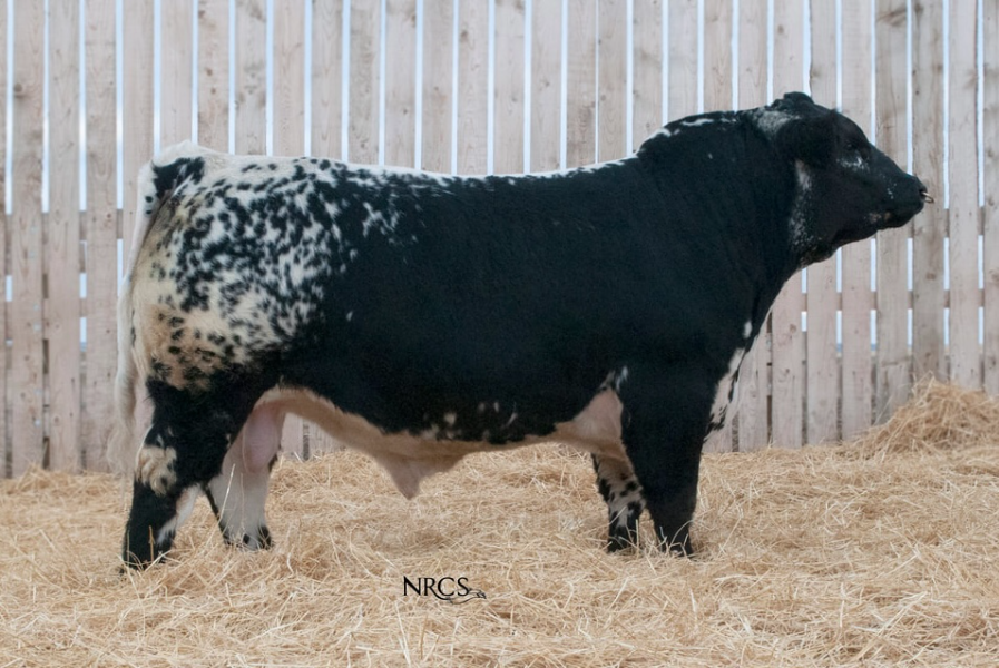 Lot 33 - Embryo Package - Colgans General 20G x Hanging Rock Hattie P10 ...