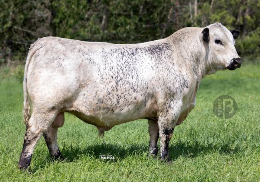 Lot 54 - Embryo Package - ASP E7 & KFC 301J/WGS F109 & HRS N01 | AuctionsPlus