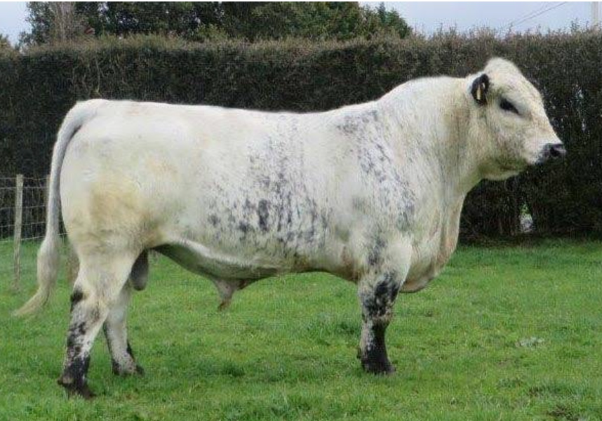 Lot 32 - Embryo Package -Premier 101Y Logic L11 x Hanging Rock Hillary ...