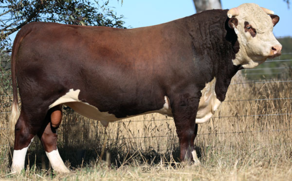 Lot 21 - MAWARRA HAWKEYE P378 (AI) (ET) (H) | AuctionsPlus