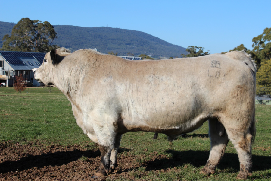 Lot 53 - Embryo Package - Minnamurra Leander L81 x Minnamurra 4B ...