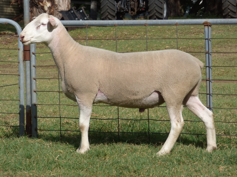 Lot 11 - YASLOC RAM 784 | AuctionsPlus