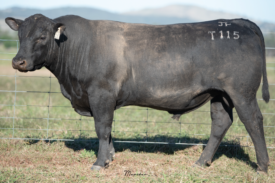 Lot 24 - JADE PARK TUCK T115 | AuctionsPlus
