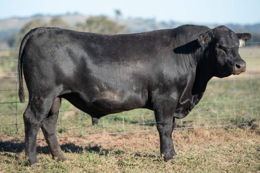 Lot 27 - JADE PARK THUMPER T34 | AuctionsPlus