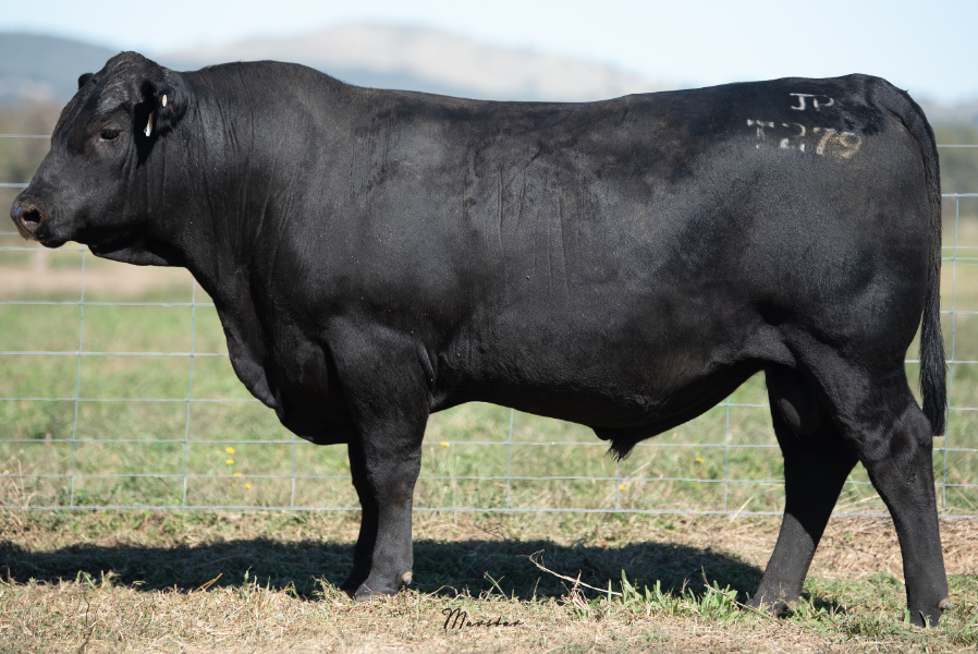 Lot 30 - JADE PARK TACTICAL T279 | AuctionsPlus