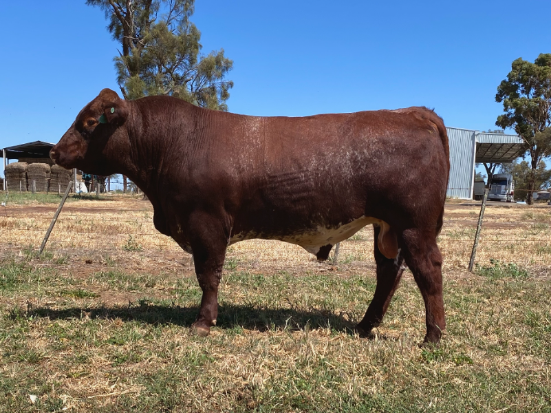 Lot 22 - CASKIEBEN SKYSTHE T75 | AuctionsPlus