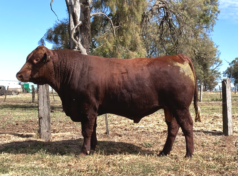 Lot 42 - CASKIEBEN ROCKEFELLER T13 | AuctionsPlus