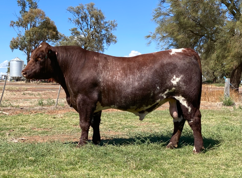 Lot 43 - CASKIEBEN SKYSTHE T48 | AuctionsPlus