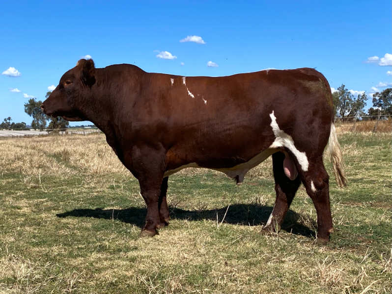 Lot 44 - CASKIEBEN COBBER T33 | AuctionsPlus