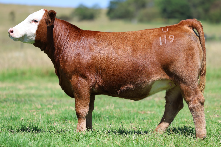 Lot 3 - GB Livestock Sweet Gold U119 | AuctionsPlus