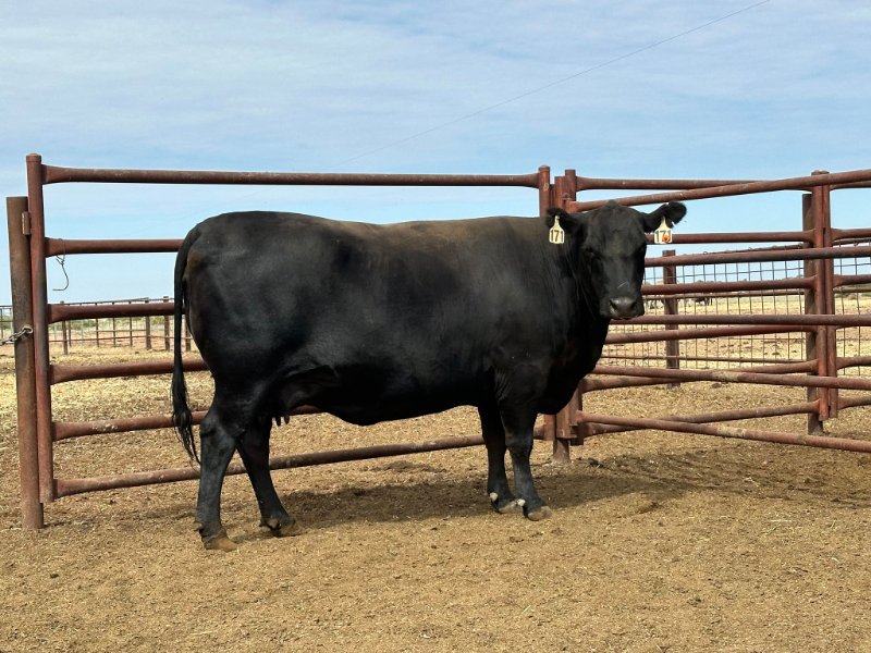Lot 48 - PTIC Recipient Cows - White Tag 171 - EWYN 23E SASSAFRAS R12 x ...