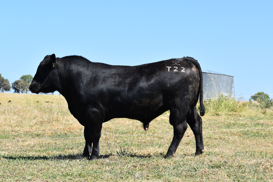 Lot 10 - MUNDARLO TOPGUN T22 | AuctionsPlus