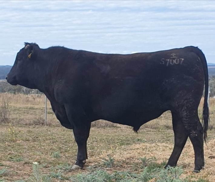 Lot 156 - Semen Straws X10 CARNANA STATION SEISMIC S7007 | AuctionsPlus