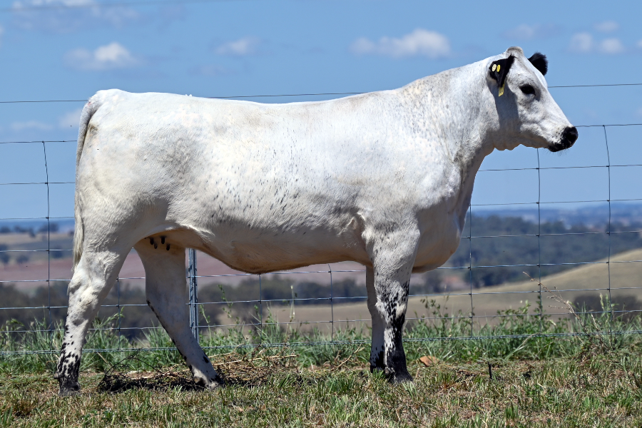 Lot 47 - JAD N263 AMANDA T253 (ET) (P) (White) | AuctionsPlus