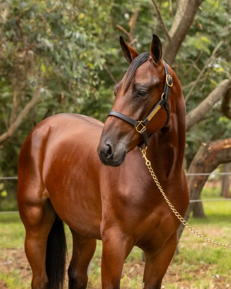 Lot 24 - 2022 COLT FROM MACEY CULLEN NZ | AuctionsPlus