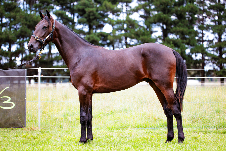Lot 116 - 2022 COLT OUT OF ALLDATGLITTERSISGOLD | AuctionsPlus