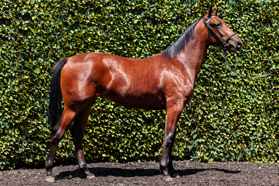 Lot 102 - 2022 FILLY OUT OF VERTIGAL | AuctionsPlus