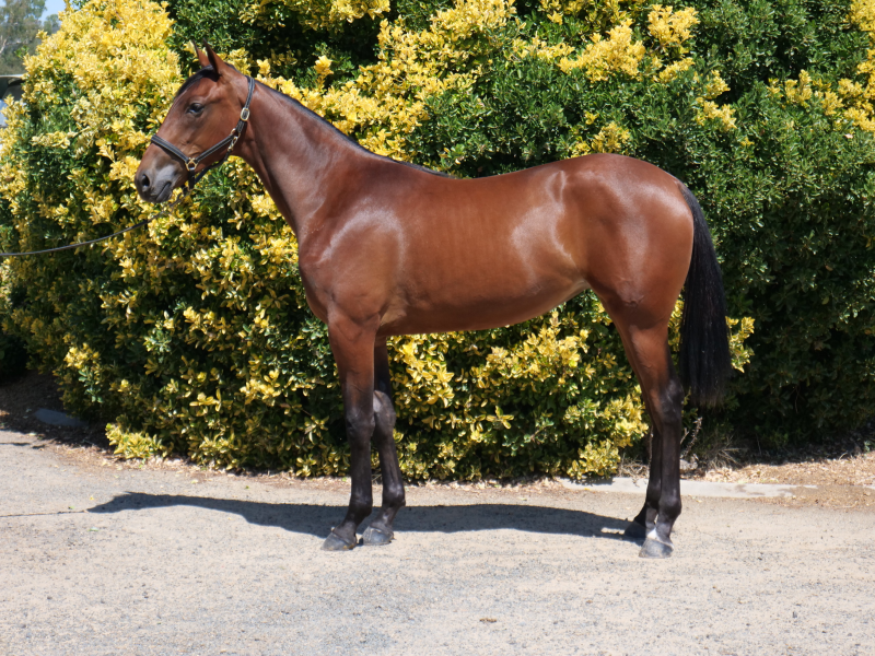 Lot 101 - 2022 FILLY OUT OF UNIQUE DESIRE | AuctionsPlus