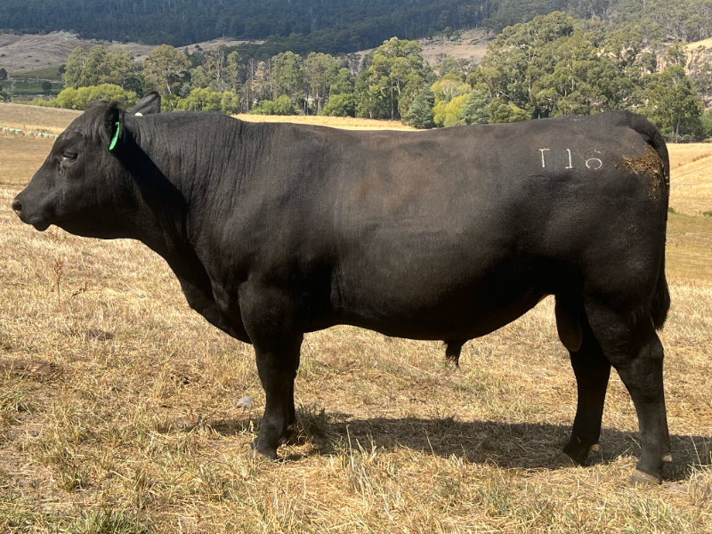 Lot 2 - TAMAROO PARATROOPER T16 | AuctionsPlus