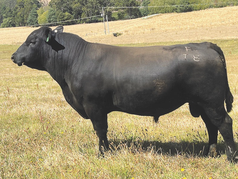 Lot 5 - TAMAROO PARATROOPER T8 | AuctionsPlus