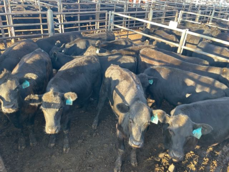 Pen 365-NM - 14 Angus Heifers 262.1kg (Total 3670kg) | AuctionsPlus